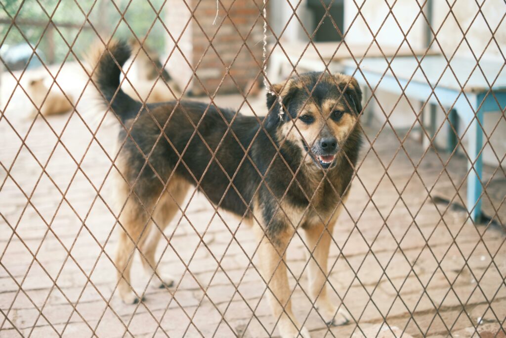 Les étapes à suivre pour adopter un animal en refuge ...
